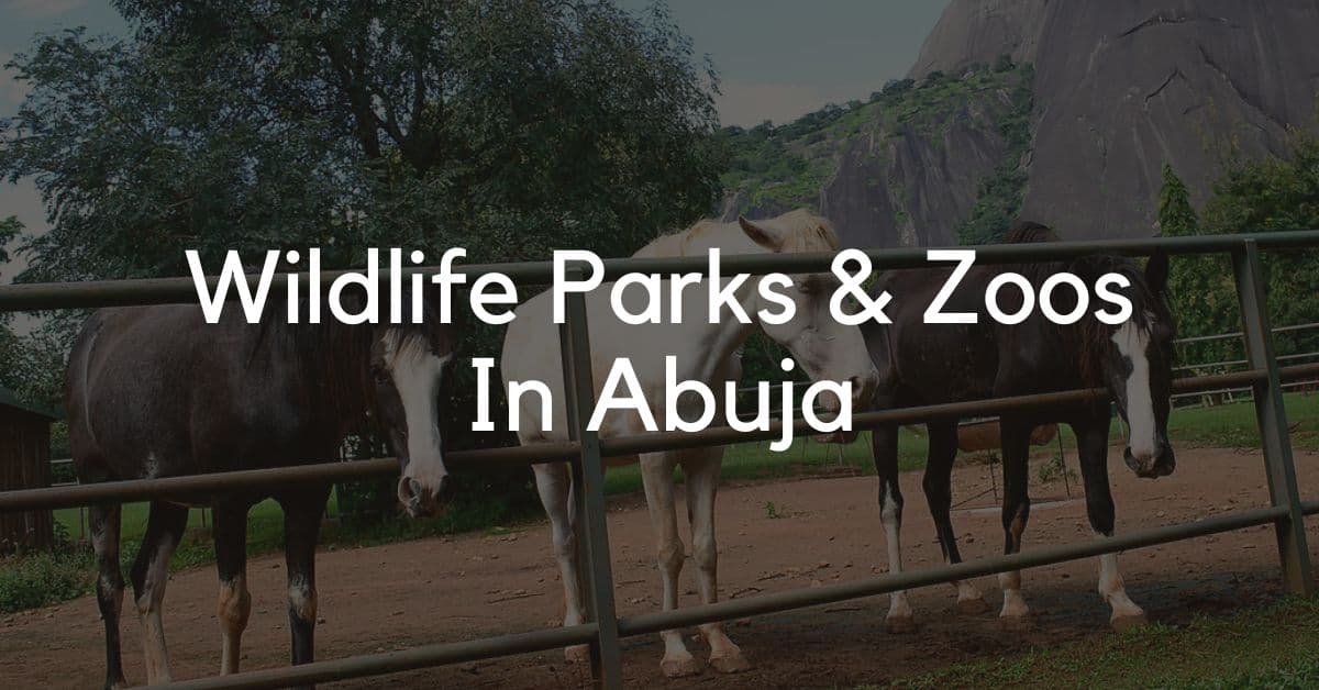 Best Zoos In Abuja For An Ultimate Wildlife Adventure